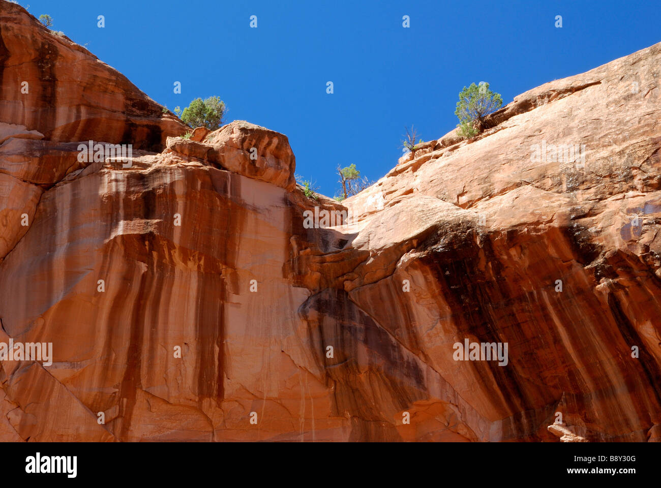 Trees on a cliff, Escalante Canyon, Colorado, USA Stock Photo - Alamy