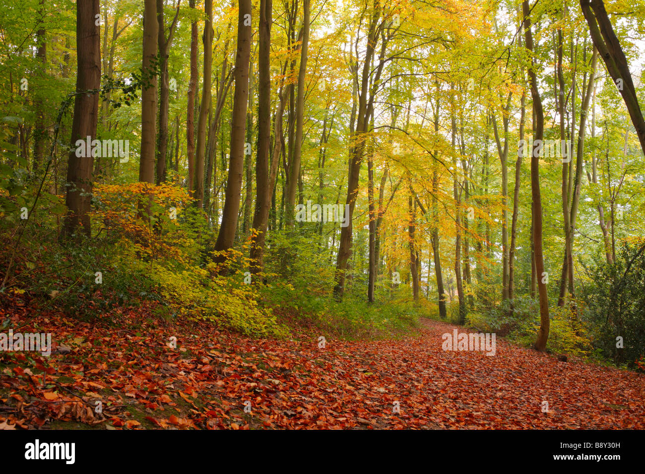 Brón hi-res stock photography and images - Alamy