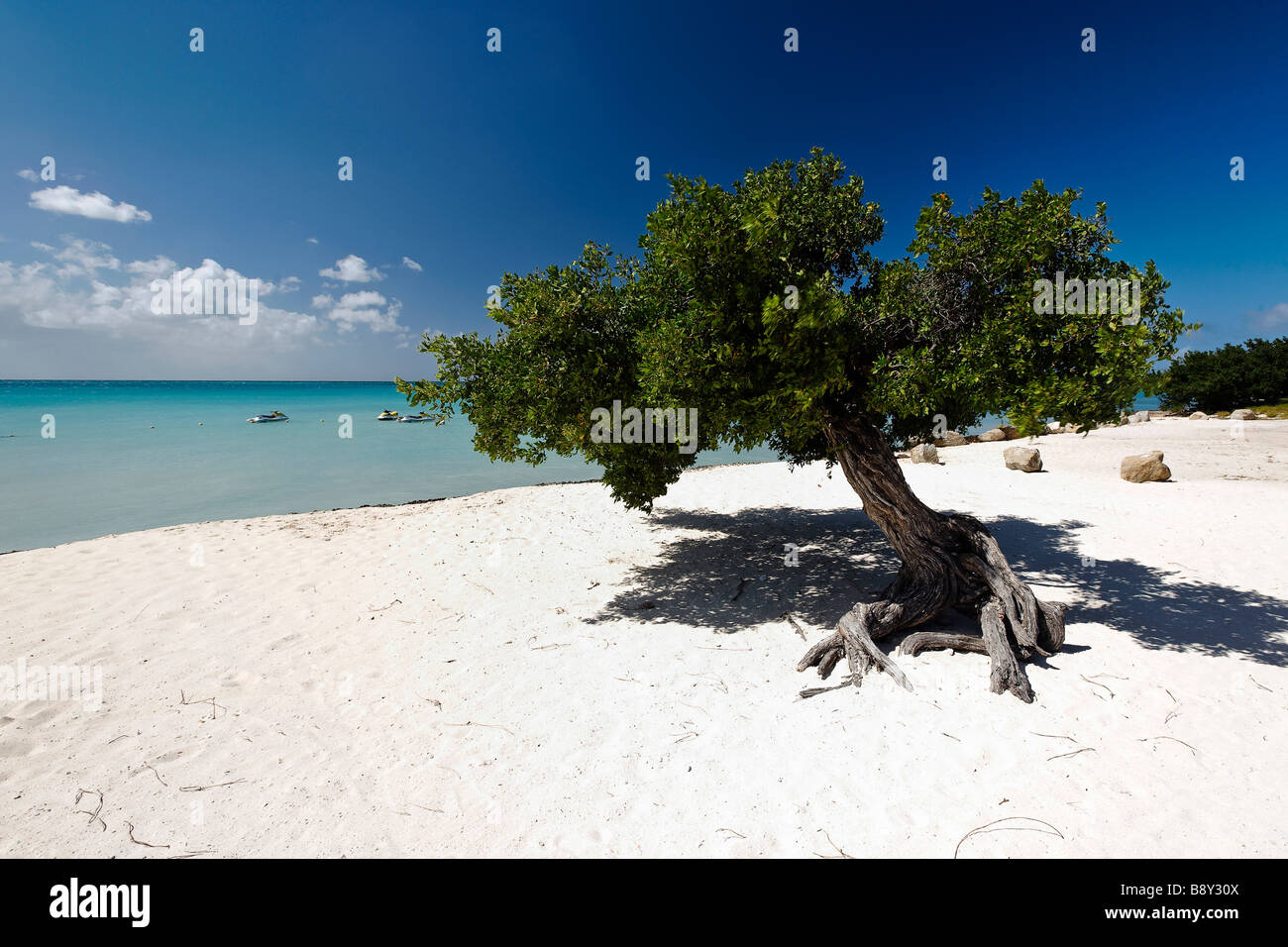 Divi Divi tree on the beach, Eagle Beach, Aruba, Netherlands Antilles ...