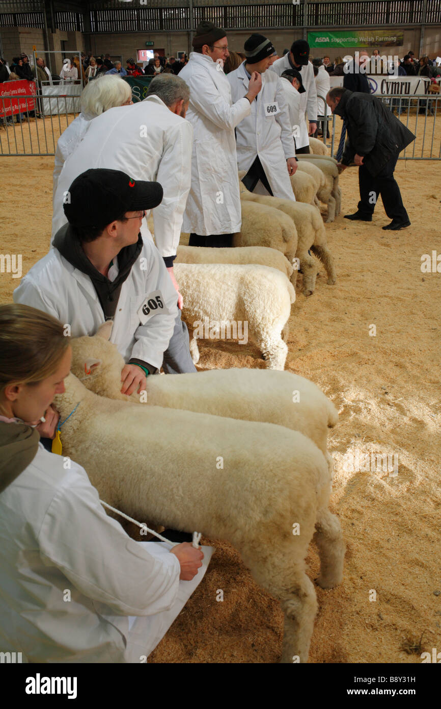 Competitors lining up fat lambs for judging at the Welsh Winter ...