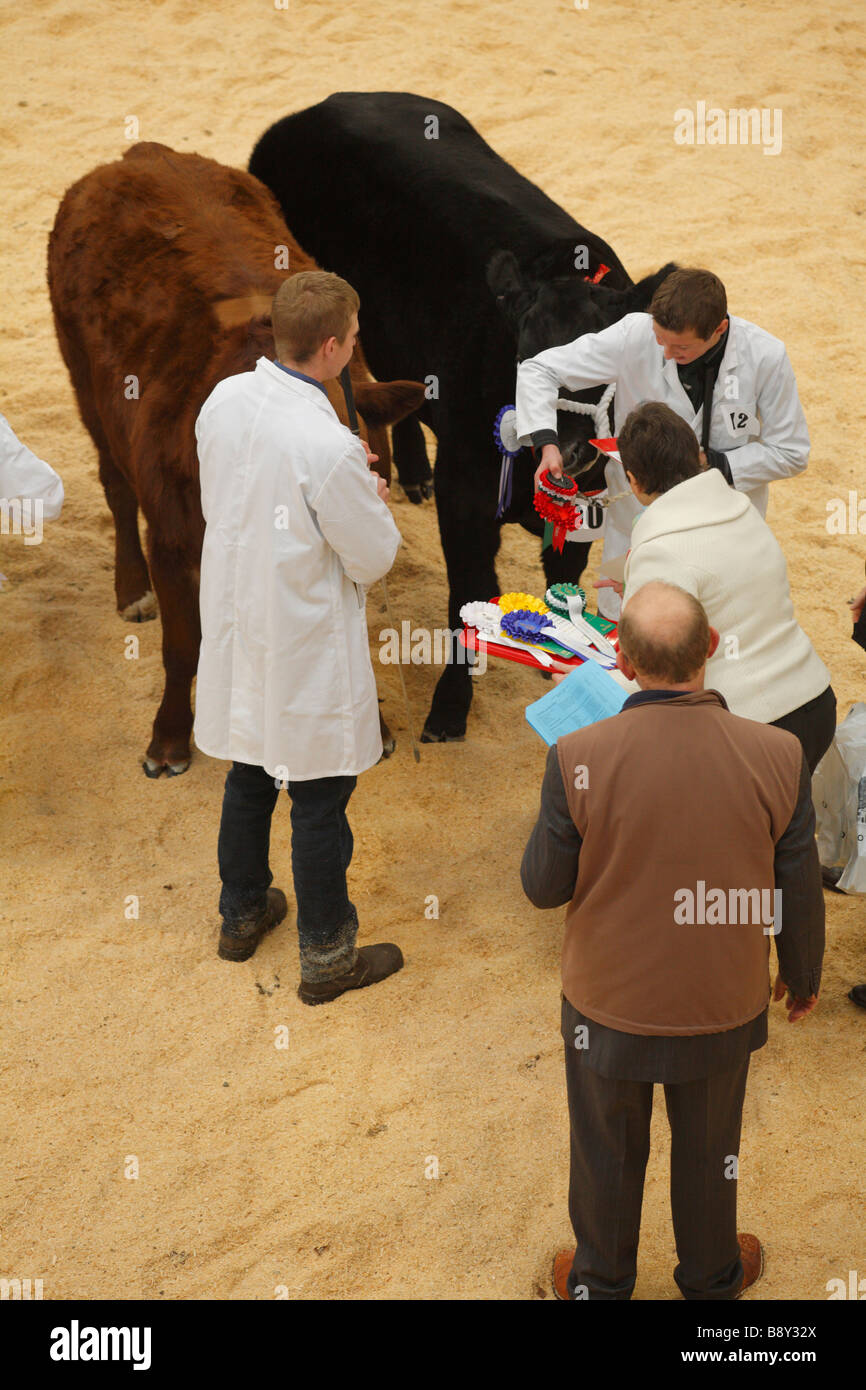Rosettes being awarded to competitors in a fat cattle class at the ...