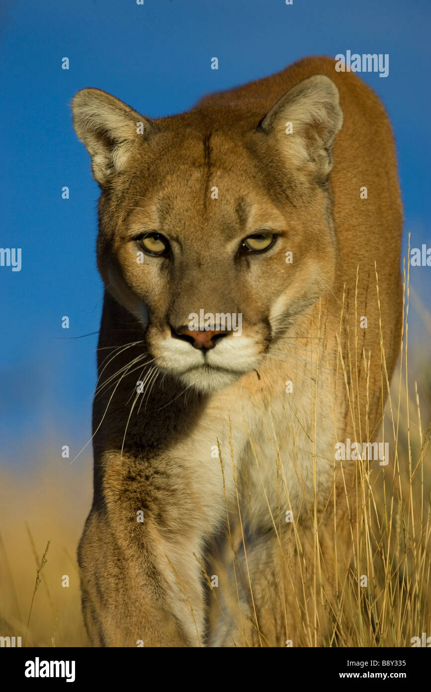 Mountain lion stalking hi-res stock photography and images - Alamy