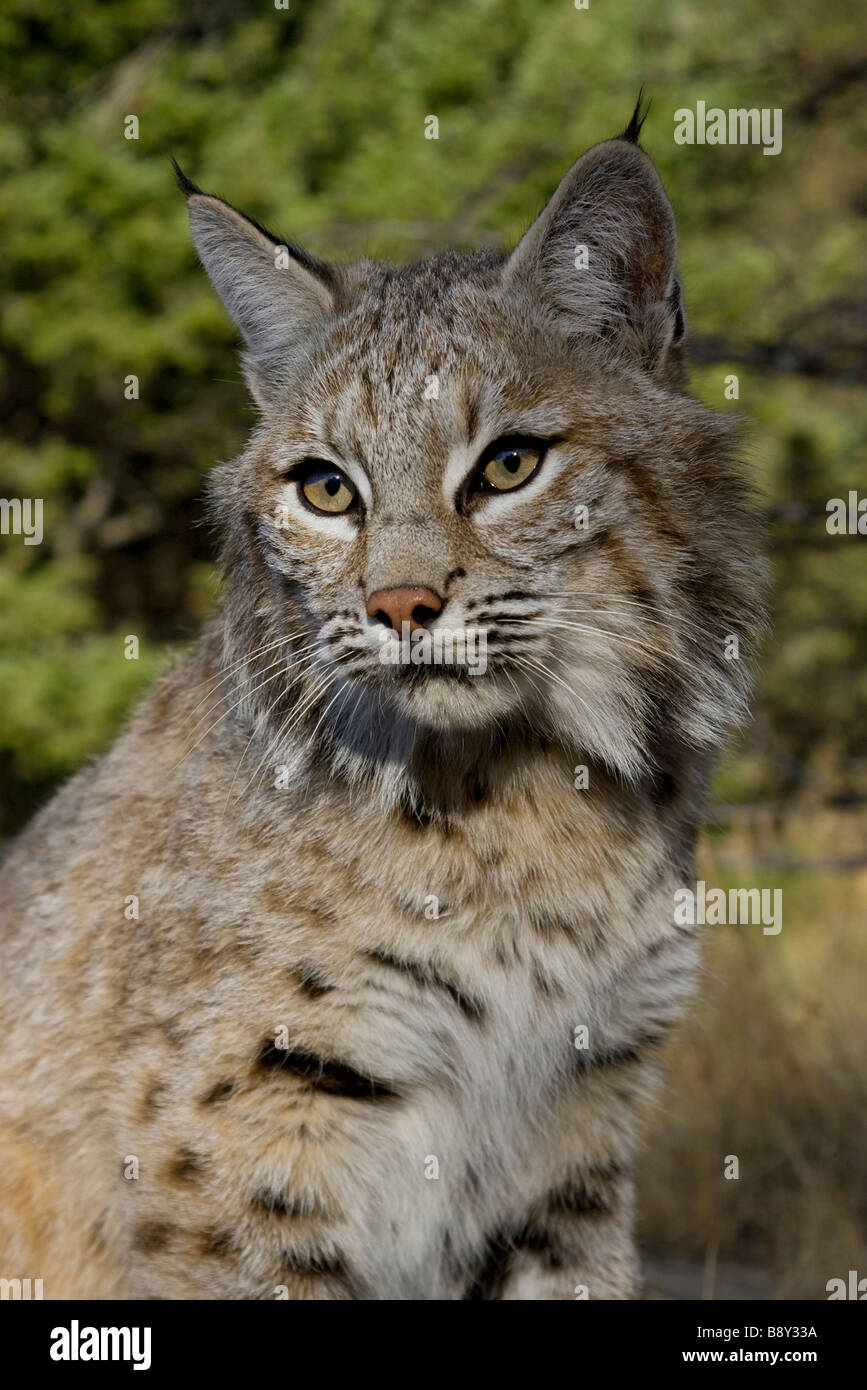 Close-up of a Bobcat (Lynx rufus Stock Photo - Alamy