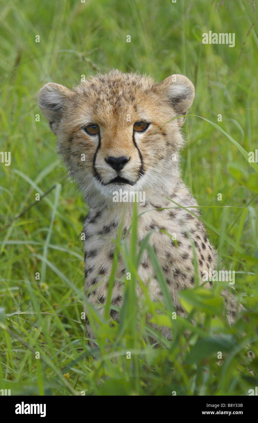 Africa close up a cheetah cub hi-res stock photography and images - Alamy