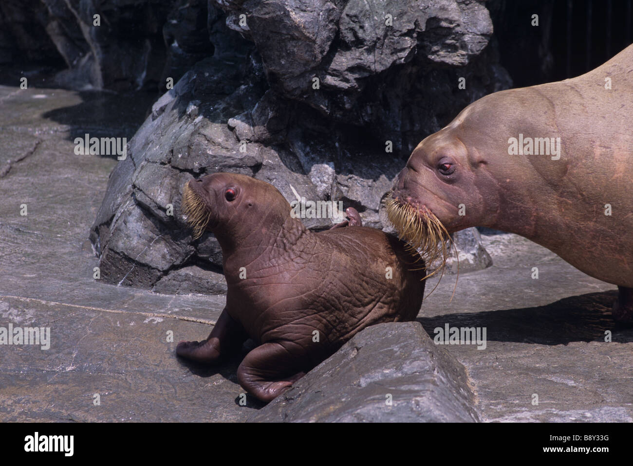 WALRUS PUP AND MOTHER Stock Photo - Alamy