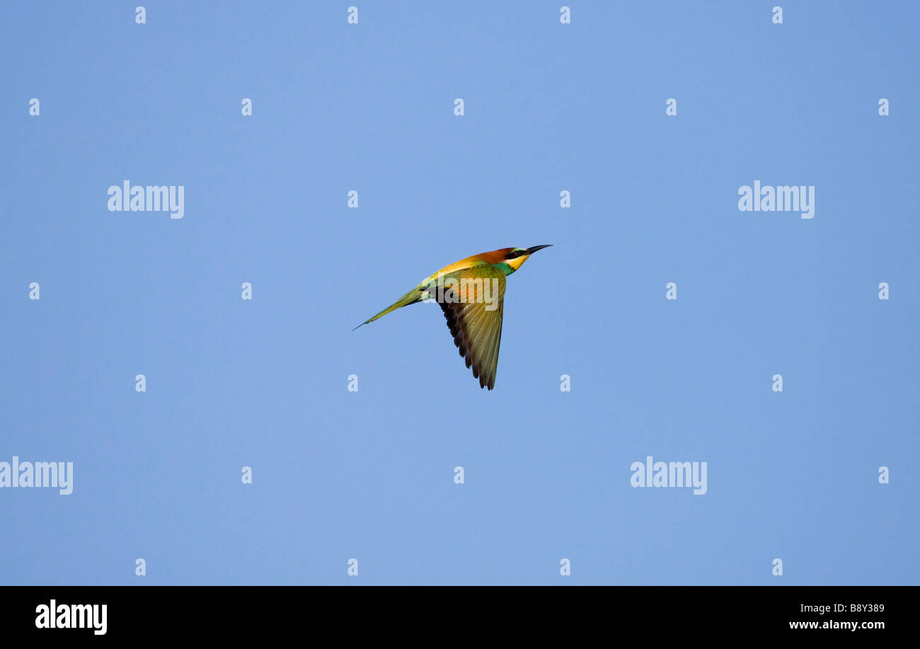 Bee-eater in flight wings spread in clear blue sky Stock Photo - Alamy
