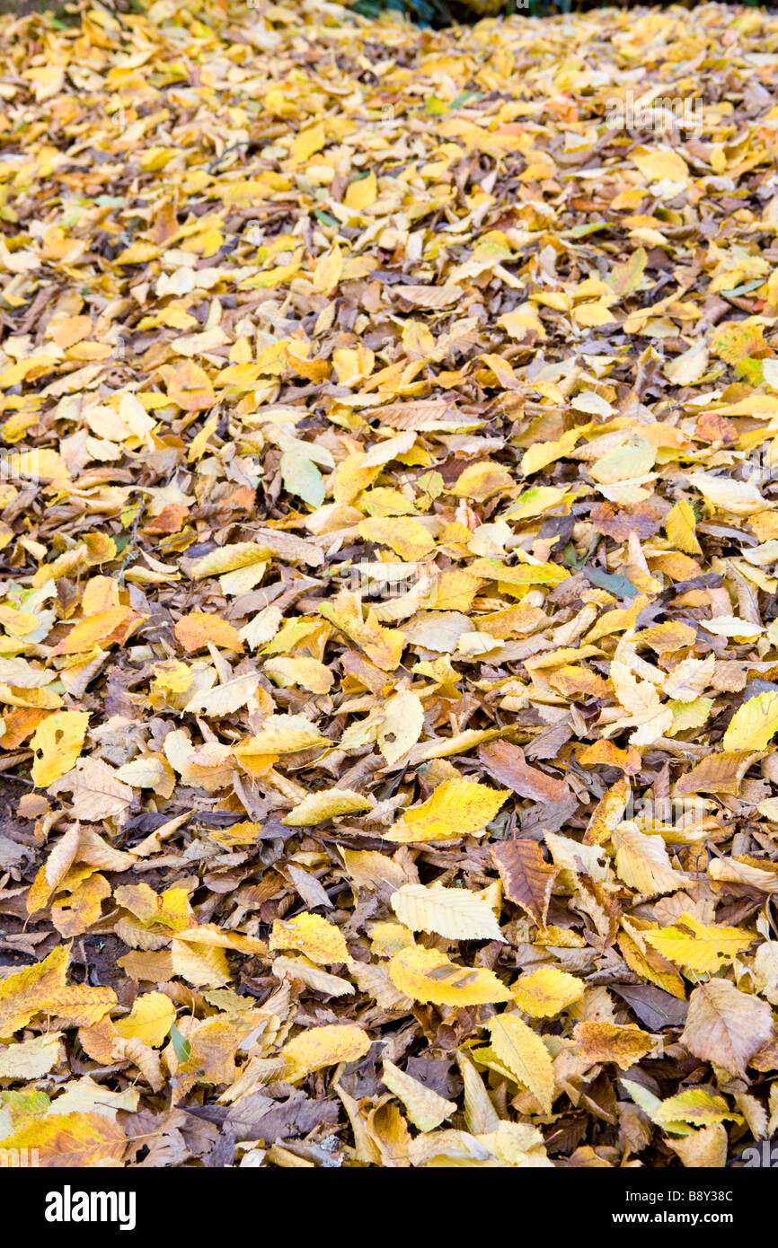 Ebbor Gorge High Resolution Stock Photography and Images - Alamy