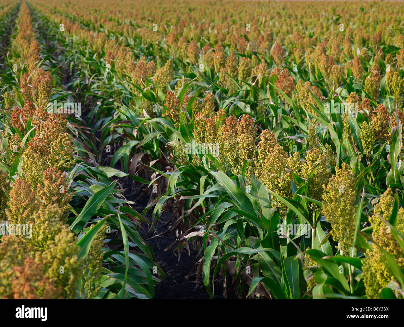 Sorghum crop hi-res stock photography and images - Alamy