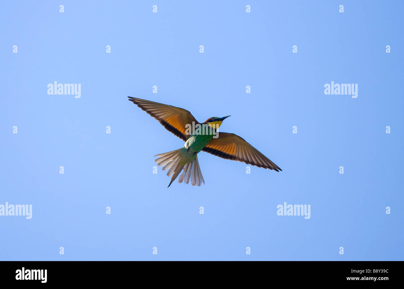 Bee-eater in flight wings spread in clear blue sky Stock Photo - Alamy
