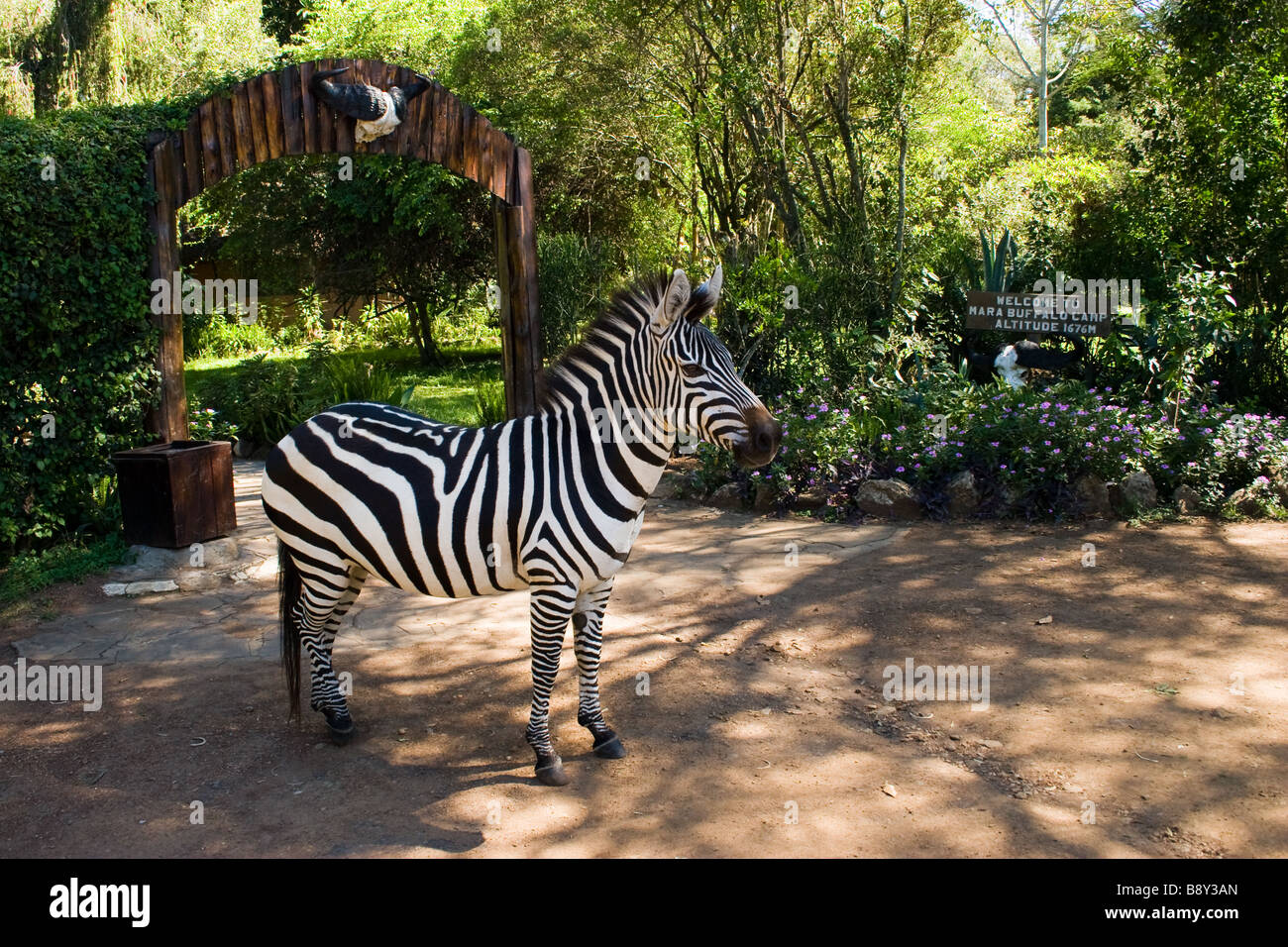 Zebra at Mara Buffalo Camp Masai Mara Stock Photo - Alamy