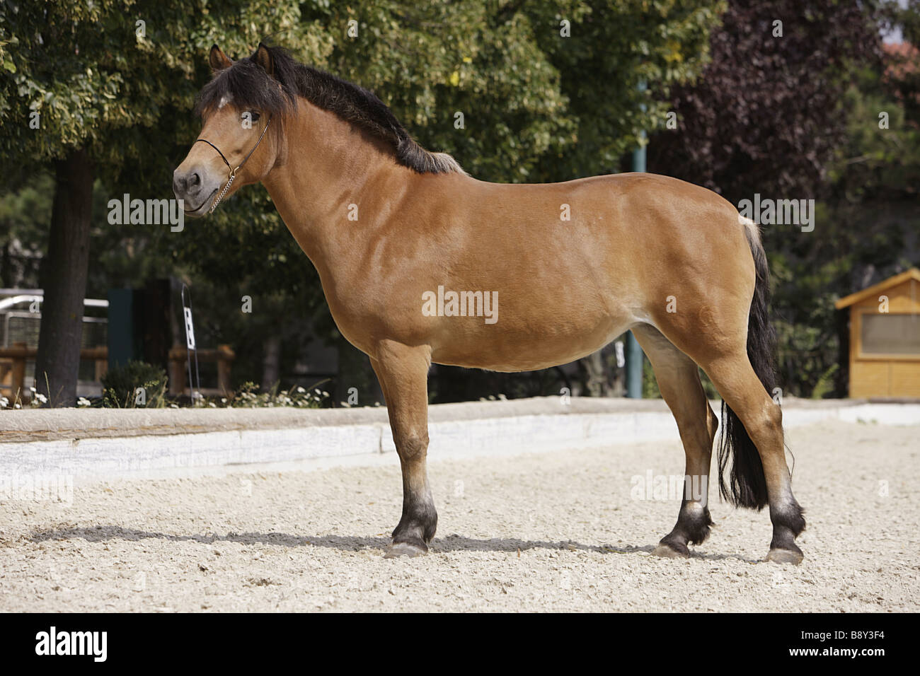 Gotland pony hi-res stock photography and images - Alamy