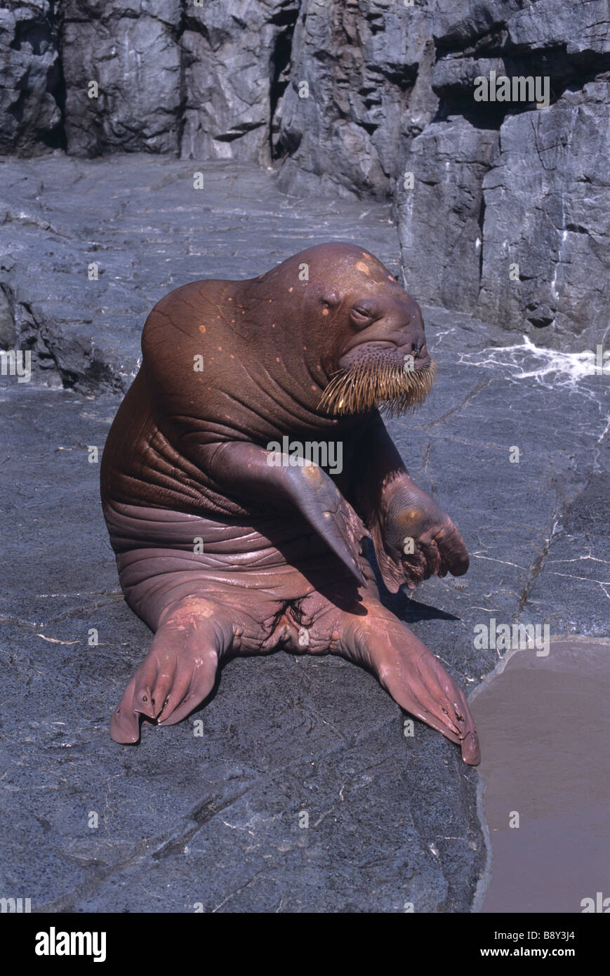 Walrus mustache hi-res stock photography and images - Alamy