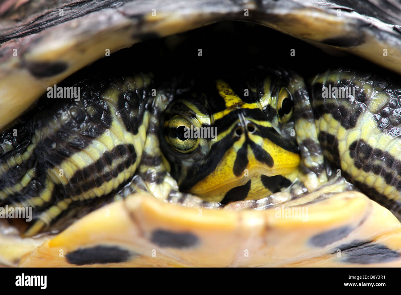 Turtle facing the camera - Acanthochelys Stock Photo - Alamy