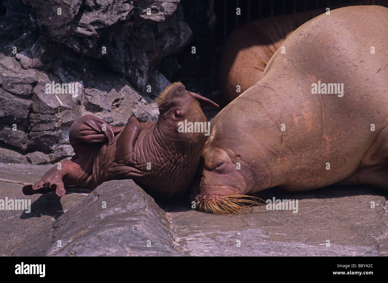 Love walrus hi-res stock photography and images - Alamy