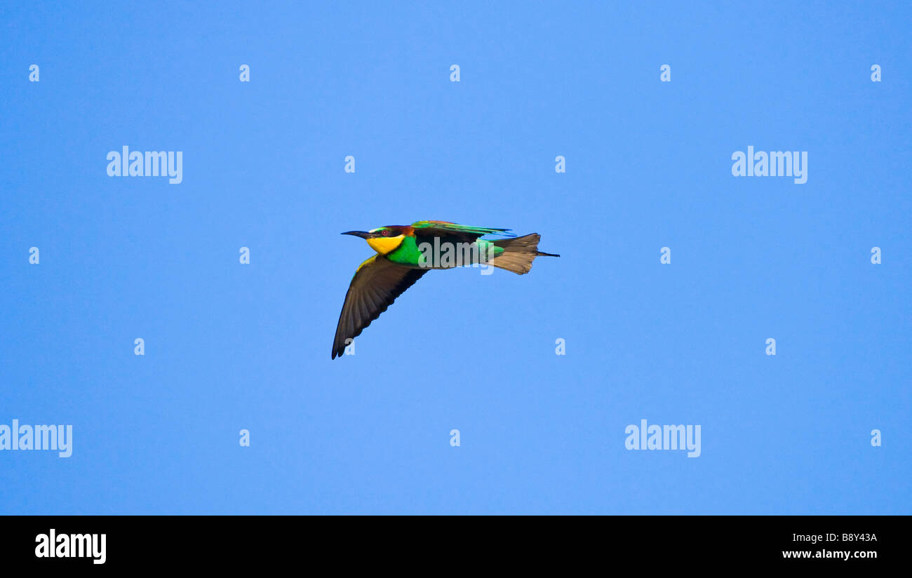 Bee-eater in flight wings spread in clear blue sky Stock Photo - Alamy