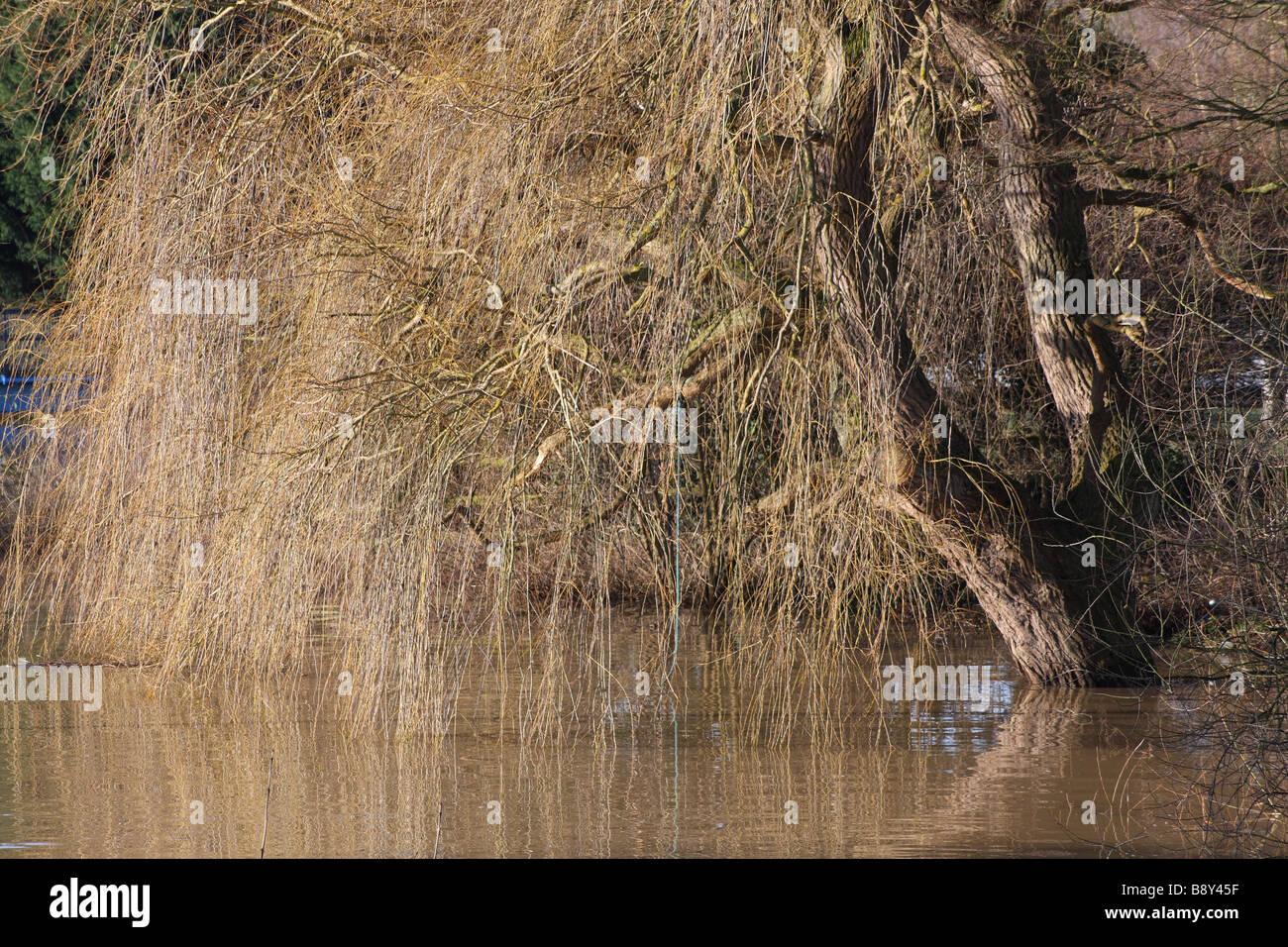 winter tree flood flooding river medway yalding kent uk europe Stock ...