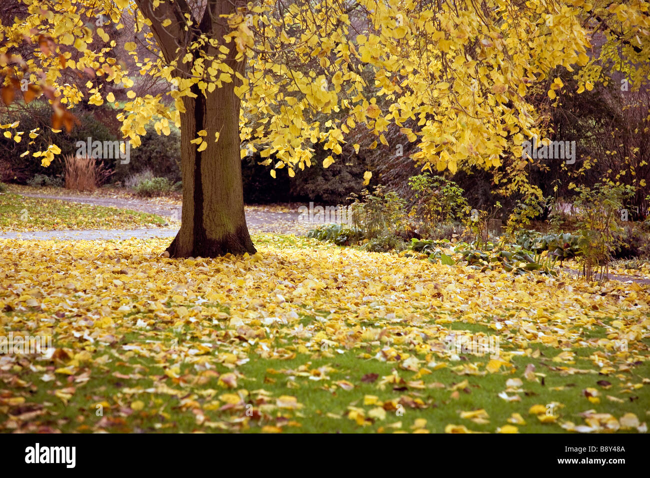 Lime Tree Autumn Stock Photo - Alamy