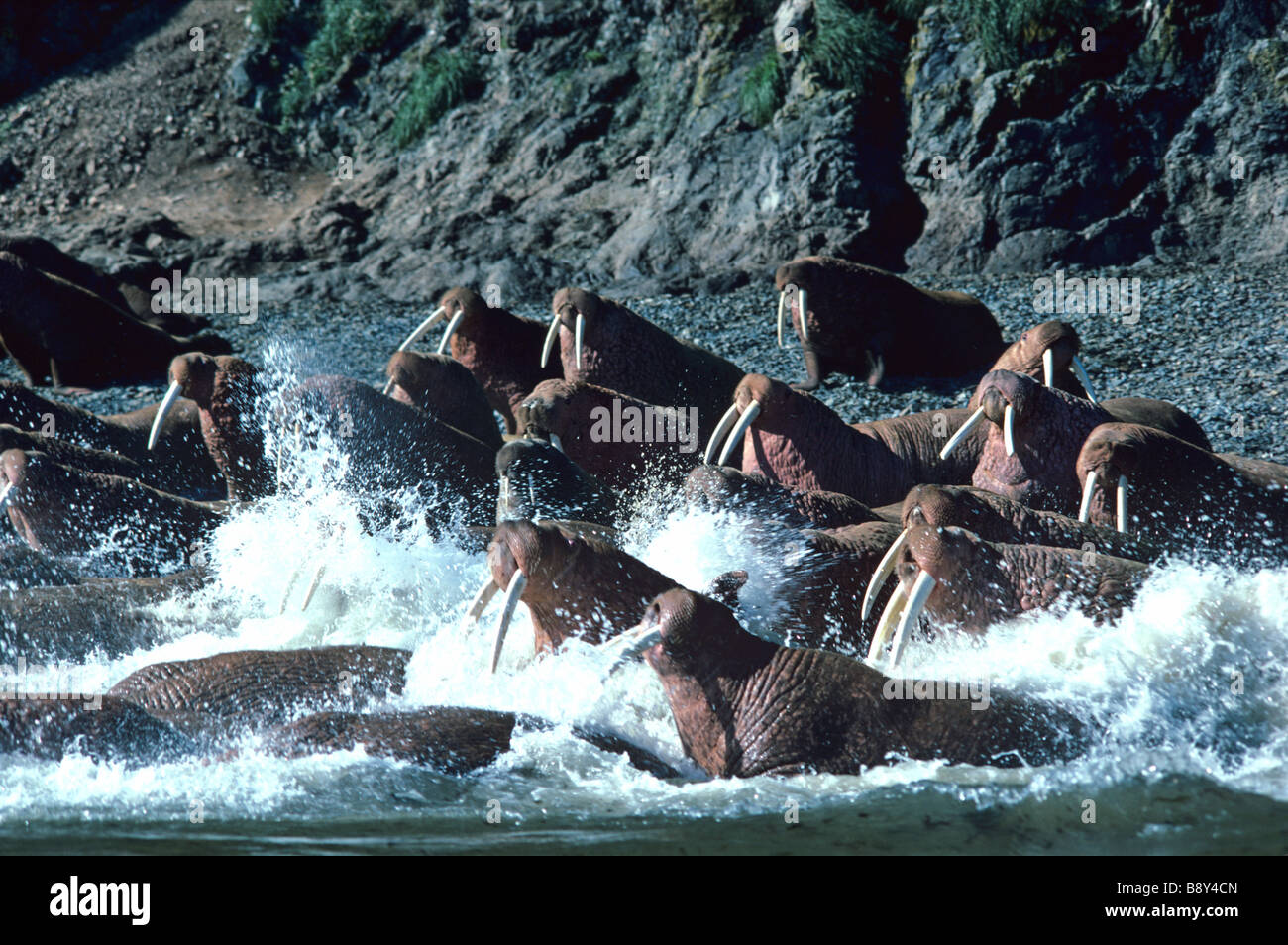 Bering sea walrus alaska hi-res stock photography and images - Alamy