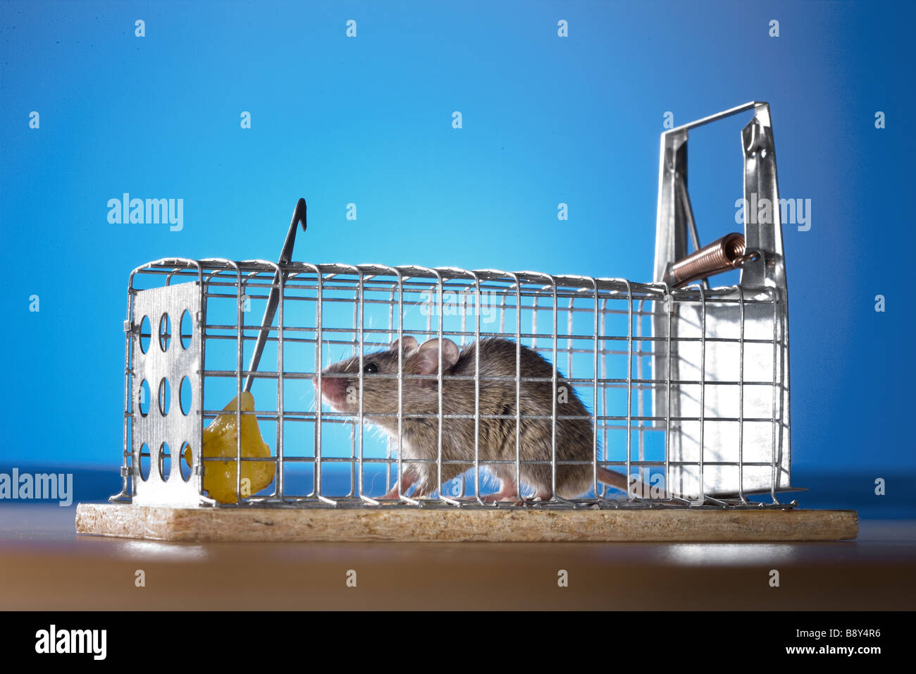Mouse Caught In A Trap High Resolution Stock Photography and Images - Alamy