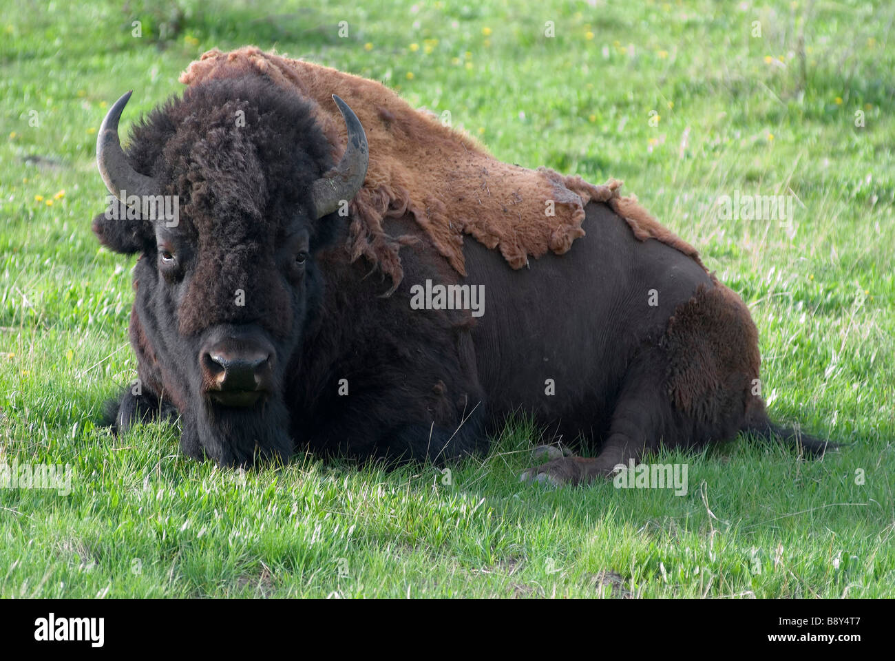 American Bison Bison Bison Sitting High Resolution Stock Photography ...
