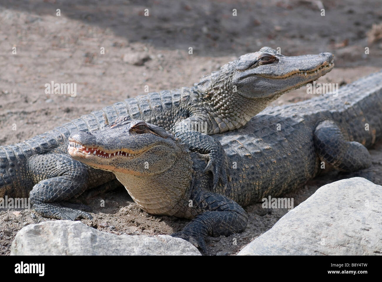 High angle view of two alligators Stock Photo - Alamy