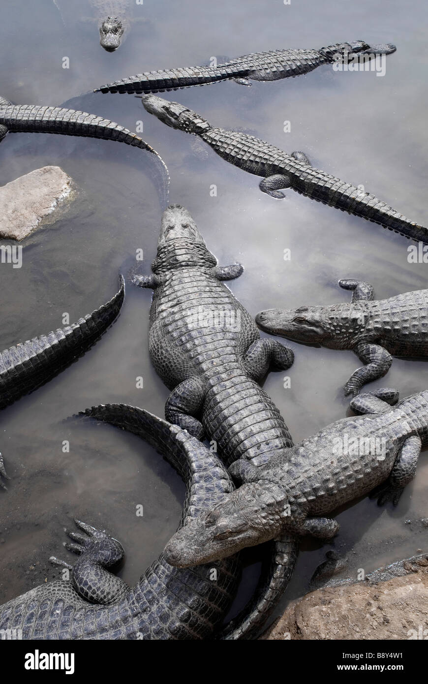 High angle view of alligators in a lake Stock Photo - Alamy