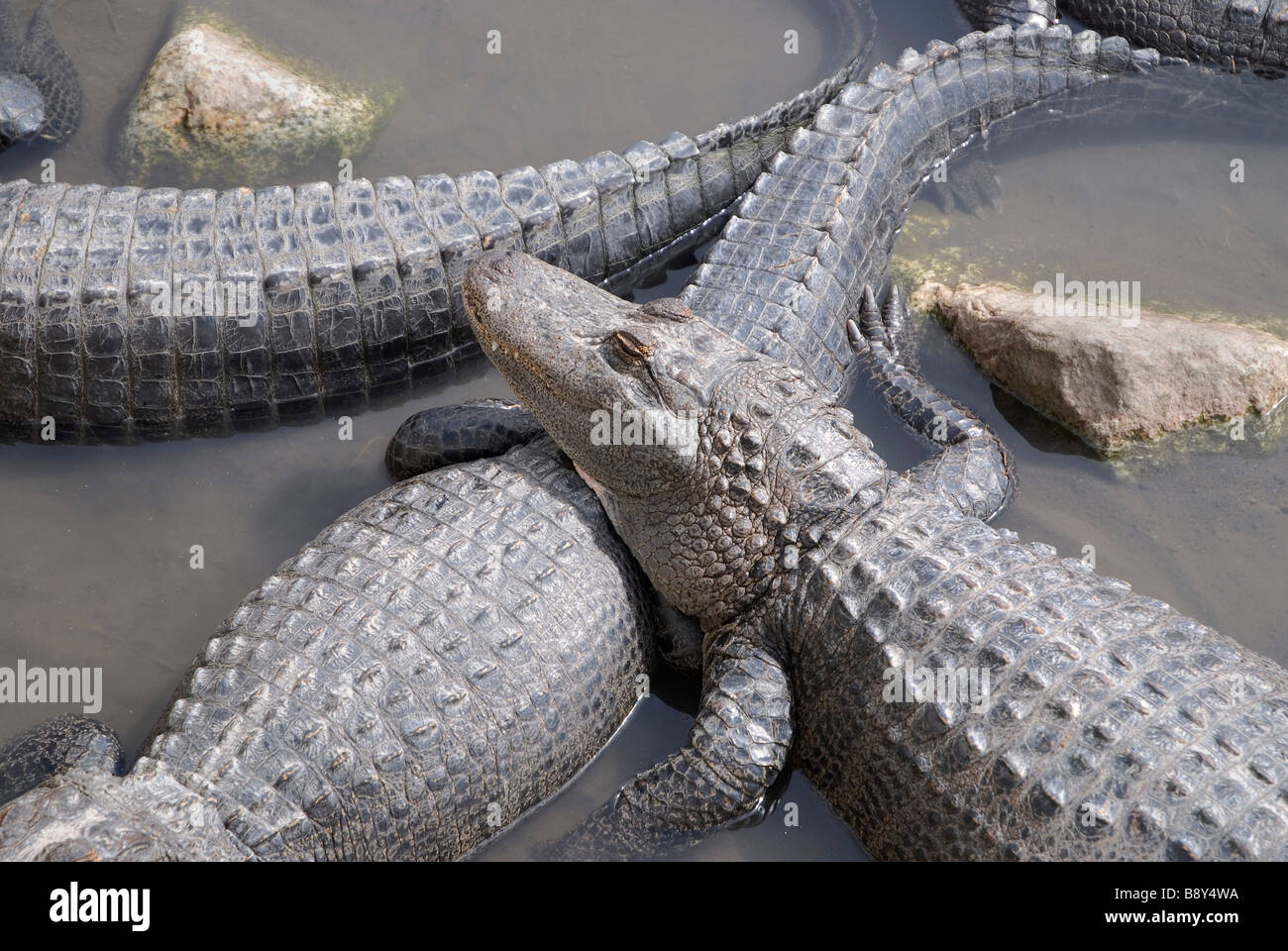 Three alligators hi-res stock photography and images - Alamy