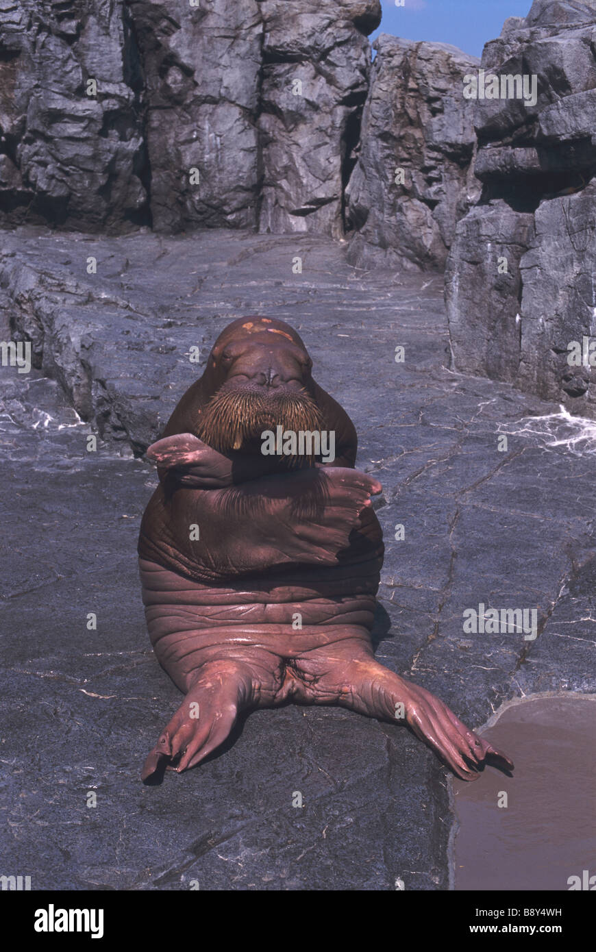 Love walrus hi-res stock photography and images - Alamy