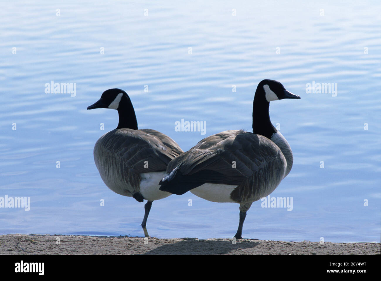 Two Geese at the lakeside Stock Photo - Alamy