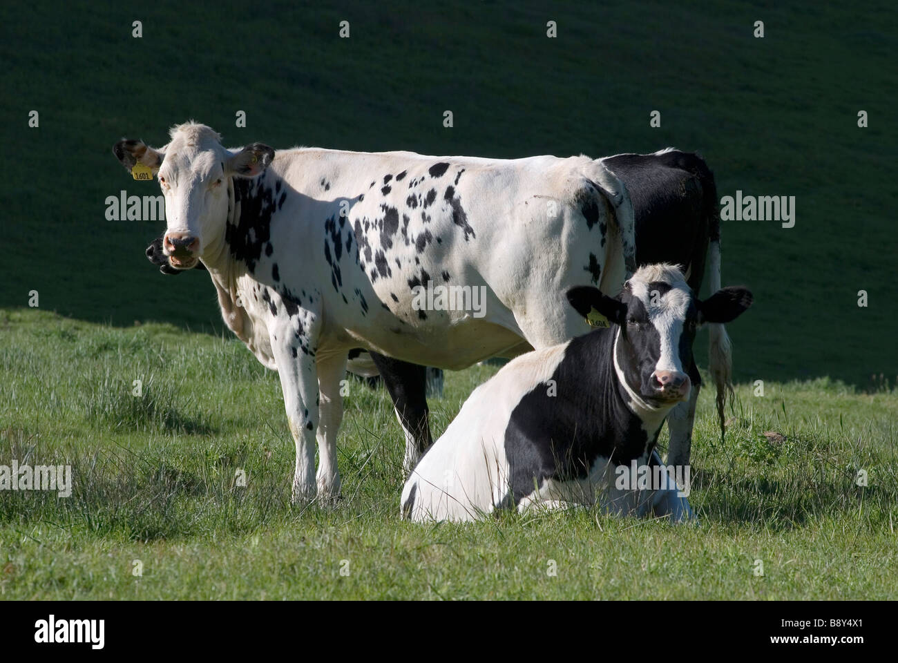 Three cows hi-res stock photography and images - Alamy