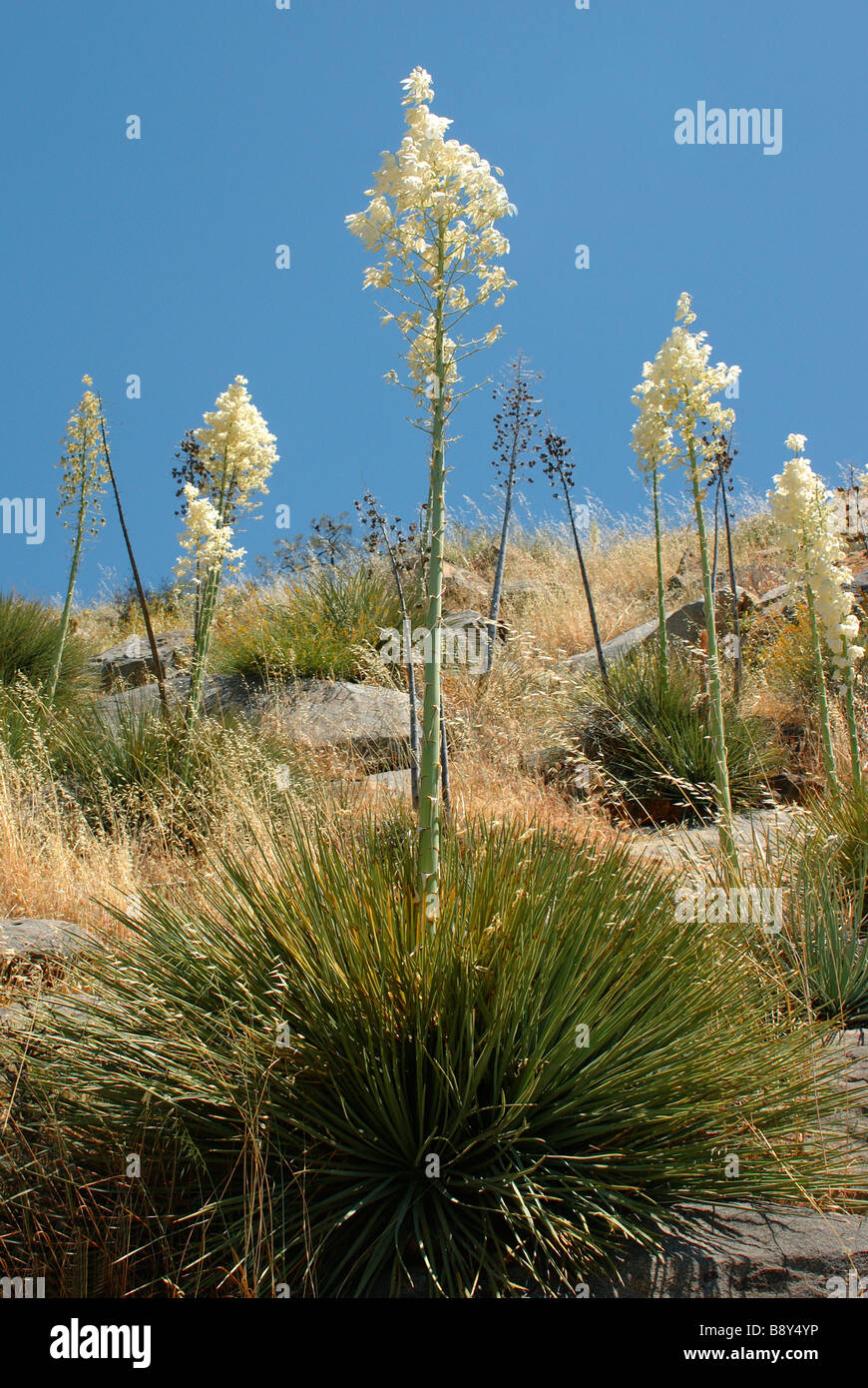 Yucca plants on a hill, Arizona, USA Stock Photo - Alamy