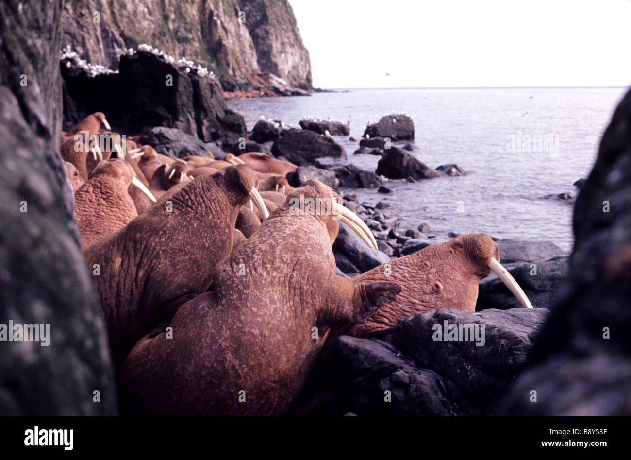 Alaska round island pacific walrus hi-res stock photography and images ...