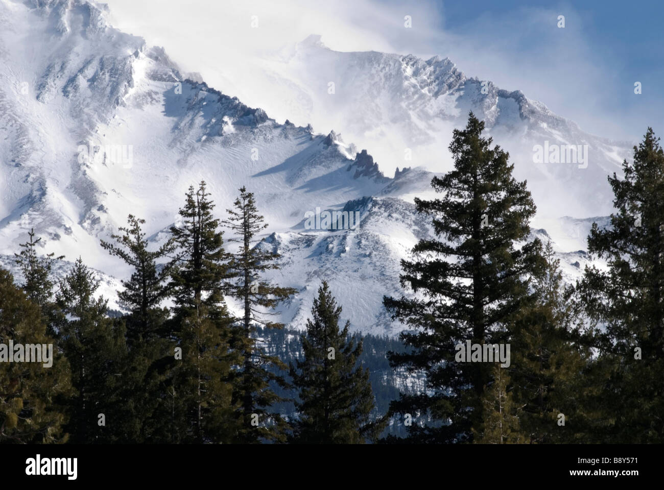 Trees in a forest with a mountain in the background, Mt Shasta ...