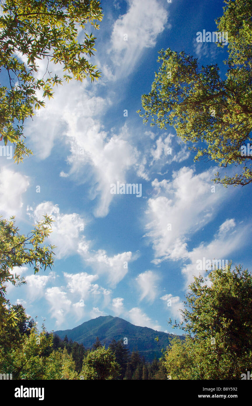 Trees in a forest with a mountain in the background, Mt Tamalpais ...