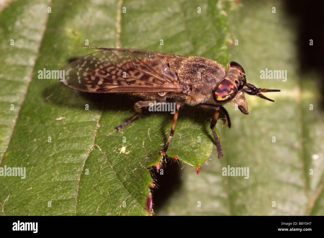 Tabanidae hi-res stock photography and images - Alamy