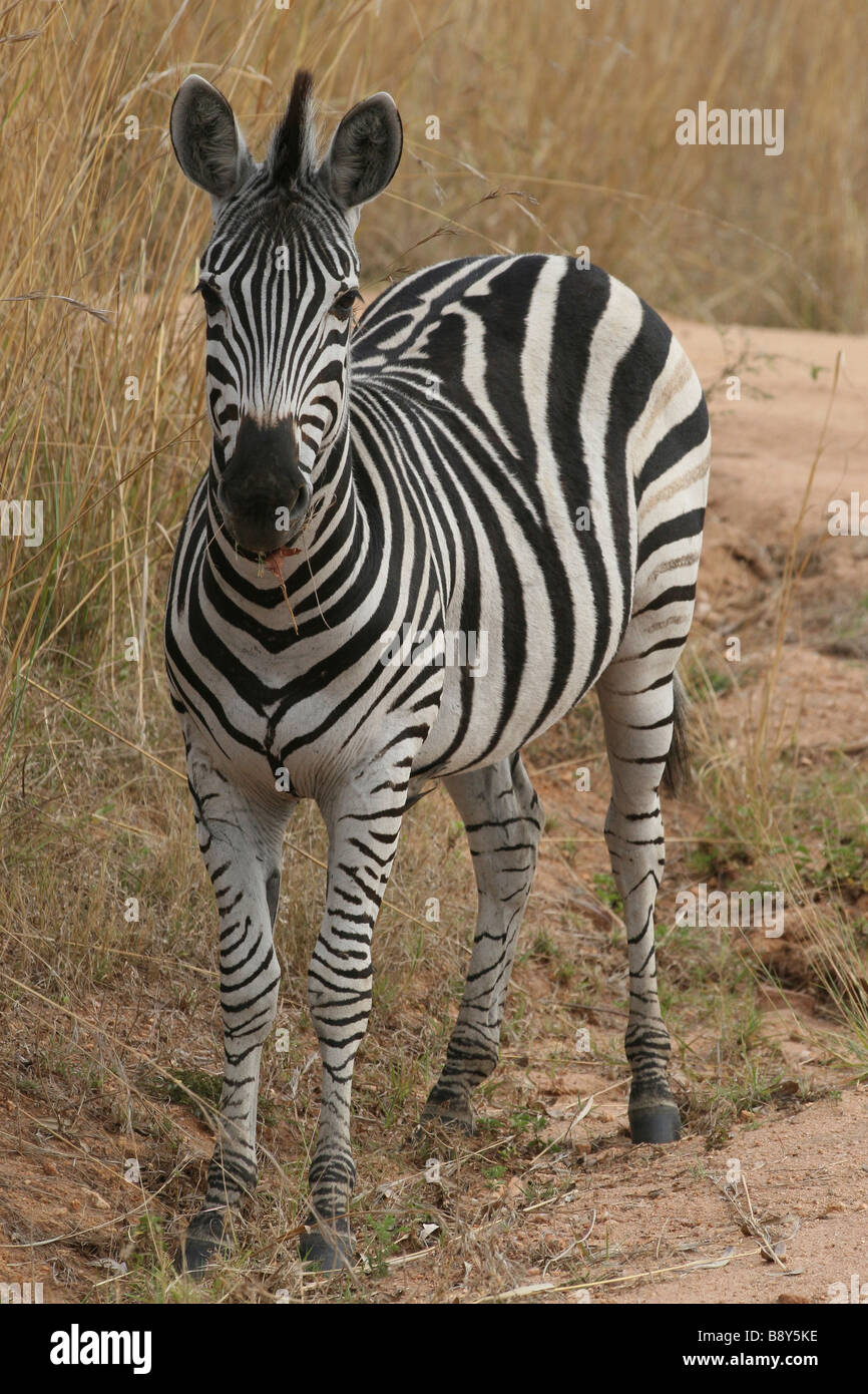 Zebra Face Front