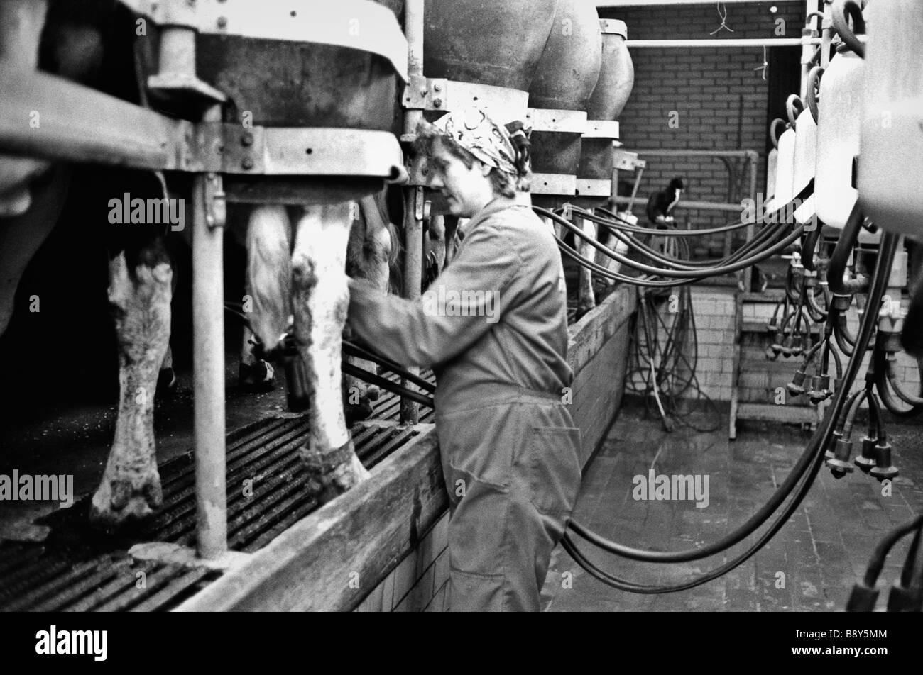 Woman milking cows with machine Stock Photo - Alamy
