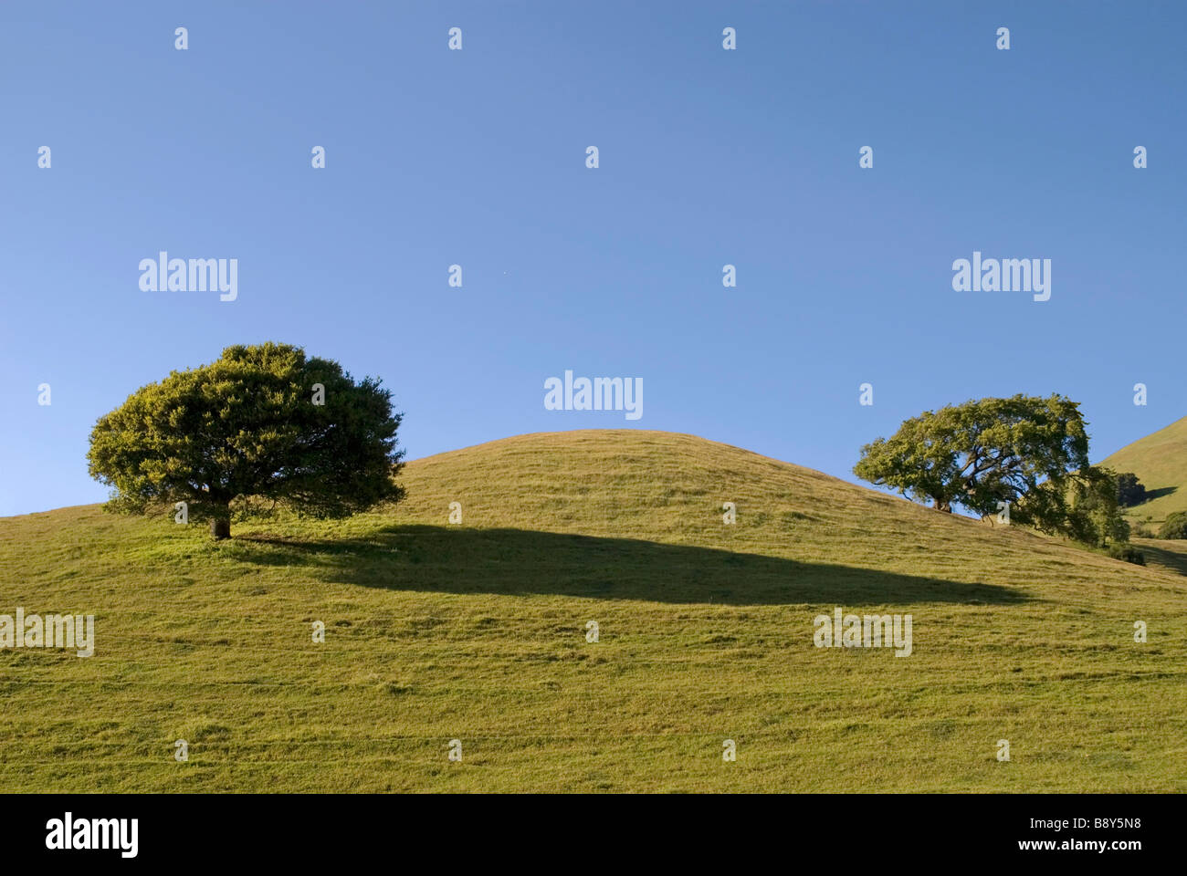 Oak trees on a hill, California, USA Stock Photo - Alamy