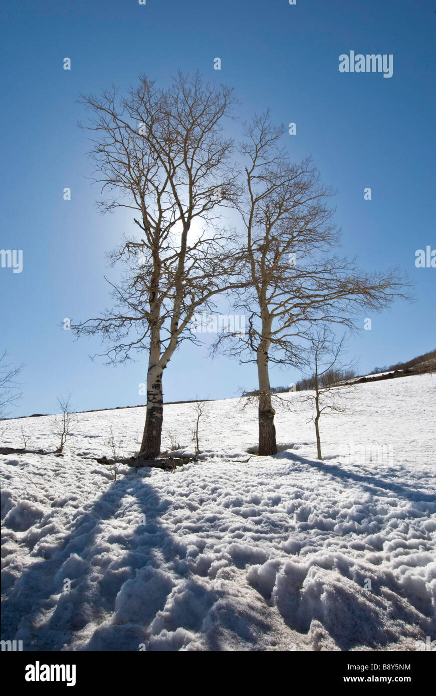 Aspen trees snow hi-res stock photography and images - Alamy