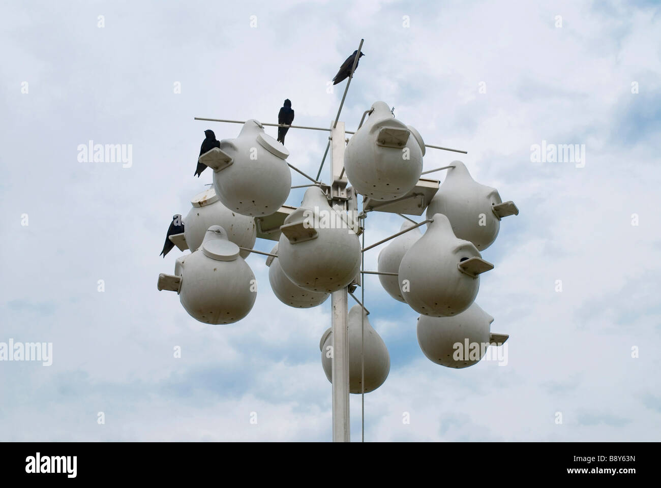 Purple martin birdhouse hi-res stock photography and images - Alamy