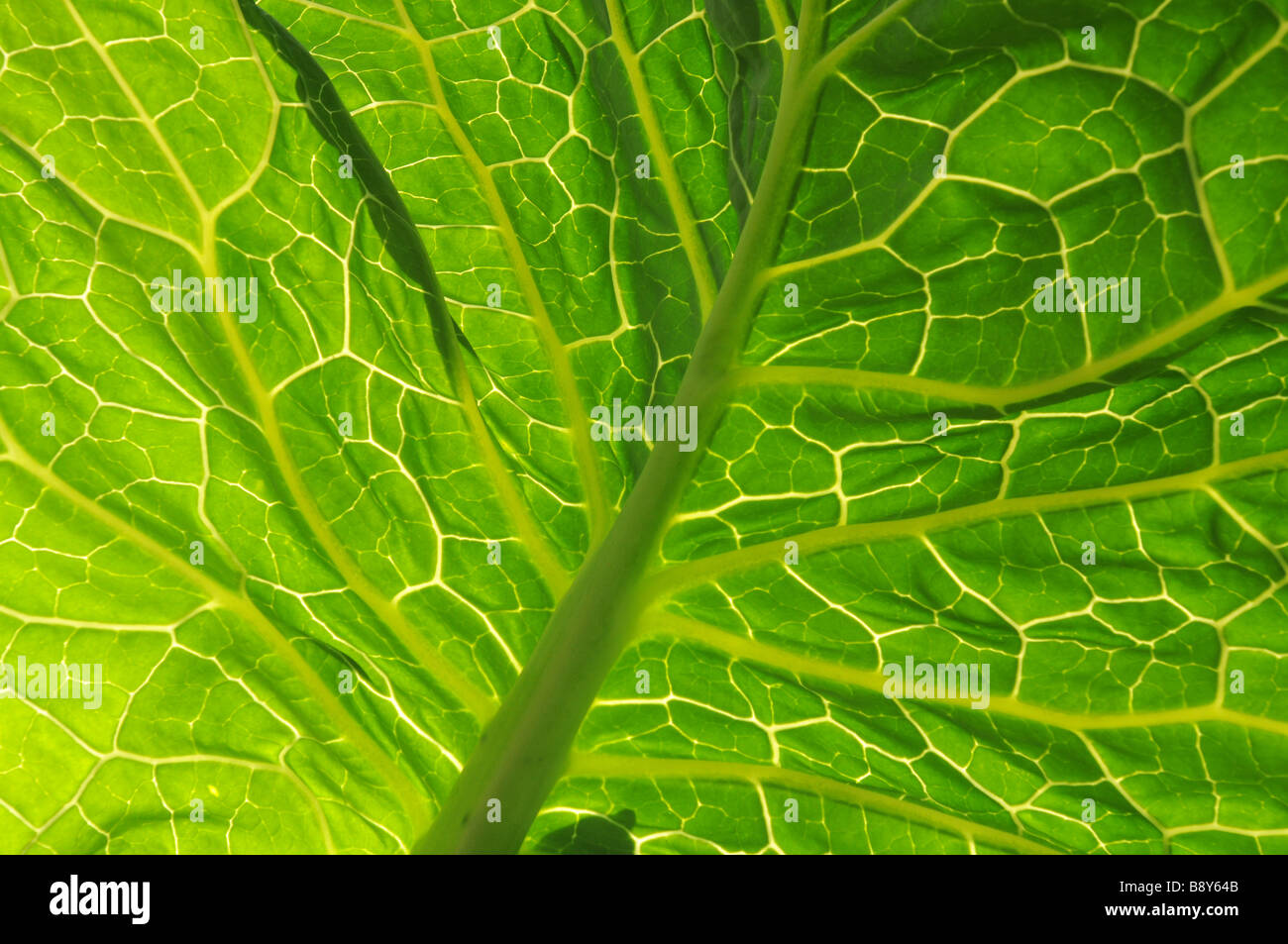 A back lit organic cabbage leaf Stock Photo - Alamy