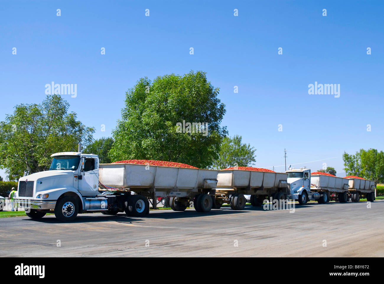 Trucks loaded with tomatoes, California, USA Stock Photo - Alamy