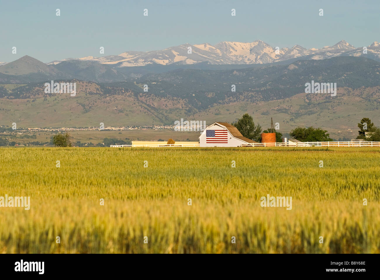Wheat crop in a field, Boulder, Boulder County, Colorado, USA Stock ...
