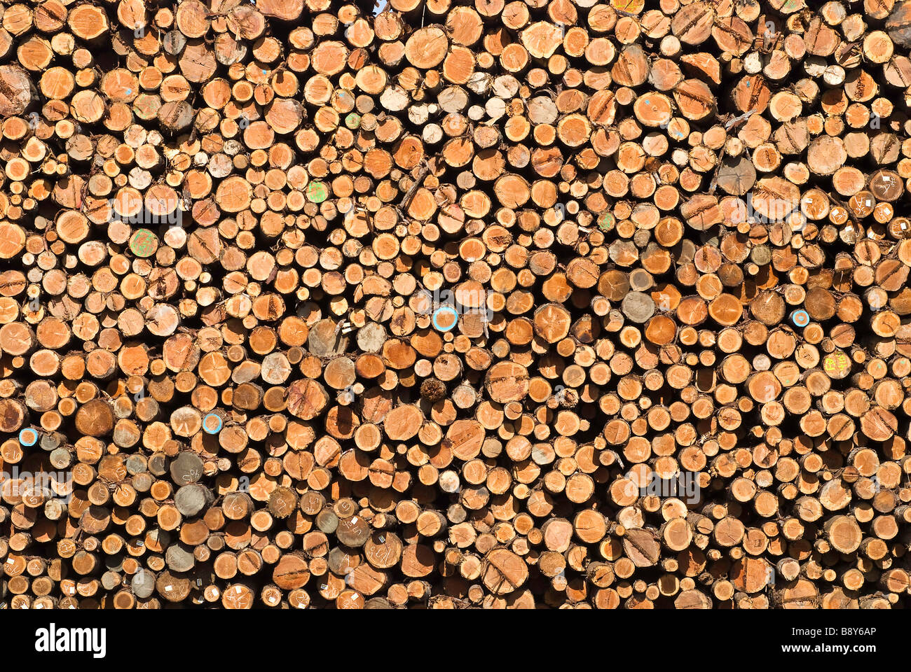 Stack of logs, California, USA Stock Photo - Alamy