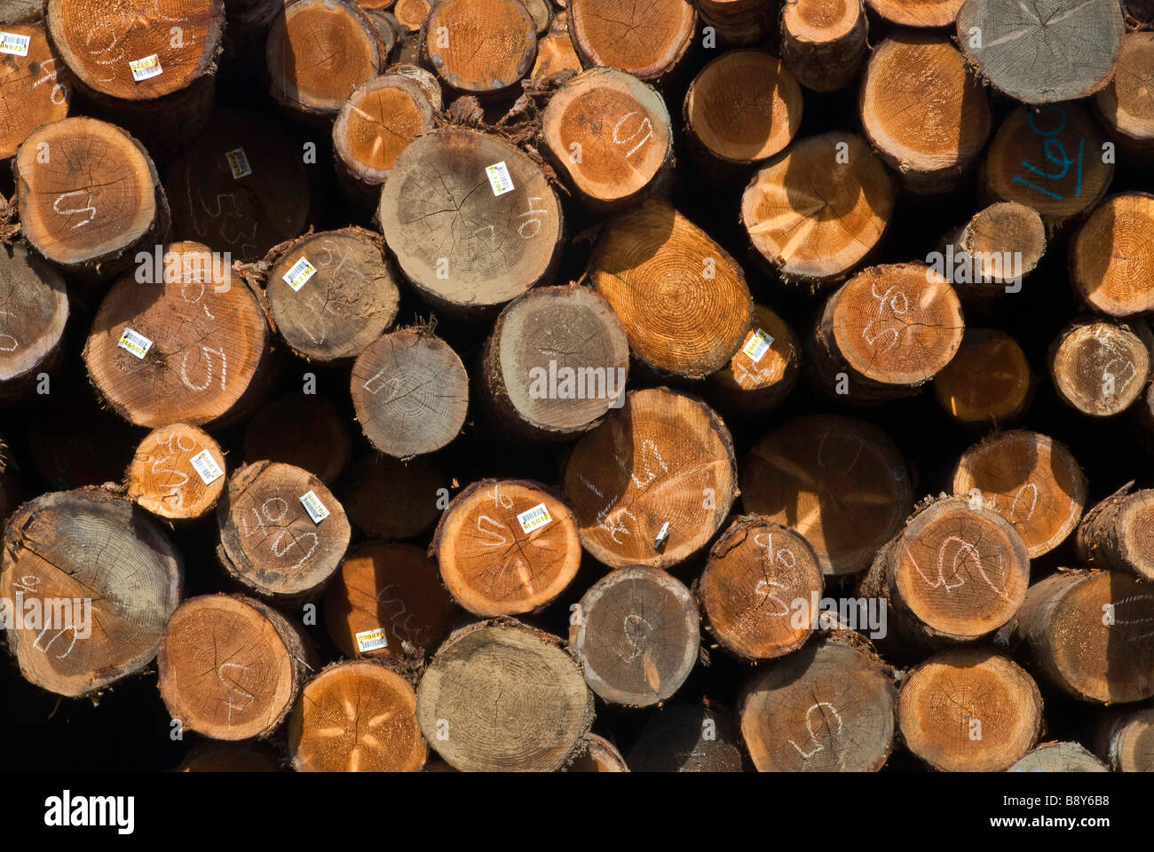 Close-up of stack of logs, California, USA Stock Photo - Alamy