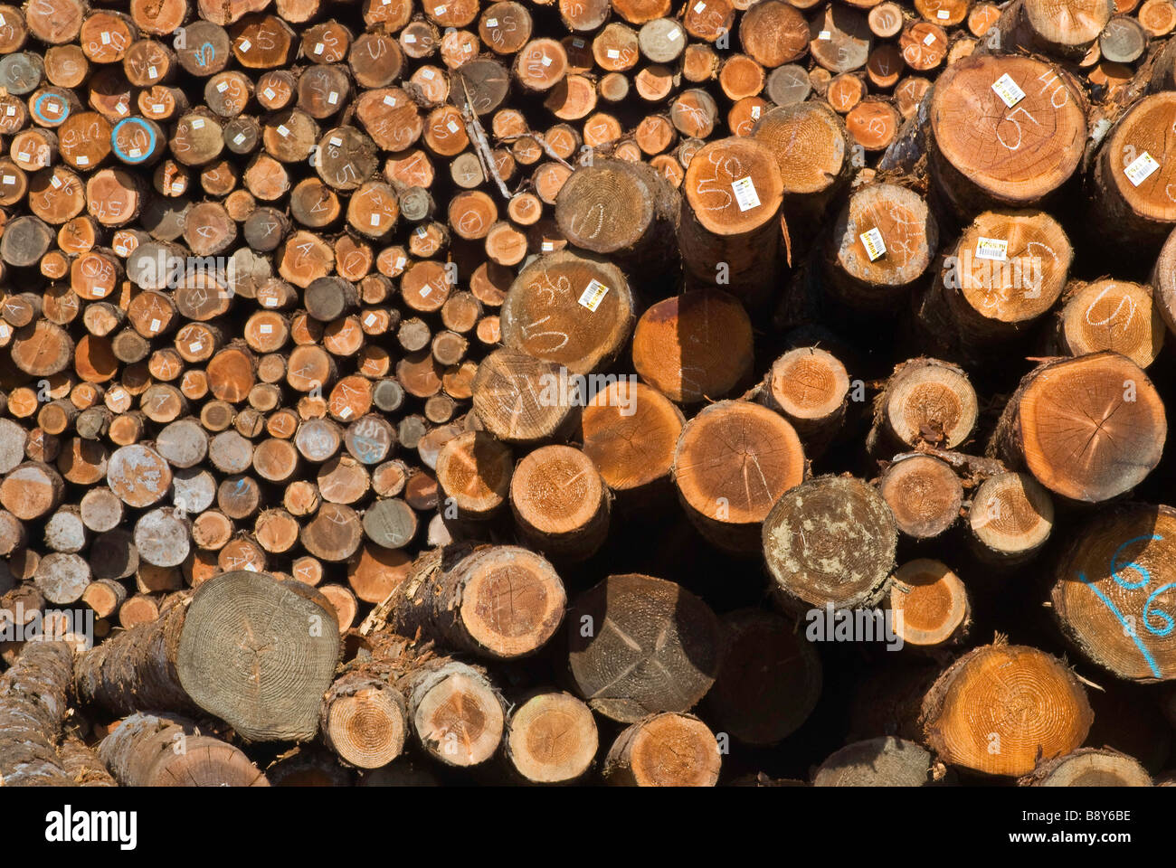 Stack of logs in a lumberyard, California, USA Stock Photo - Alamy