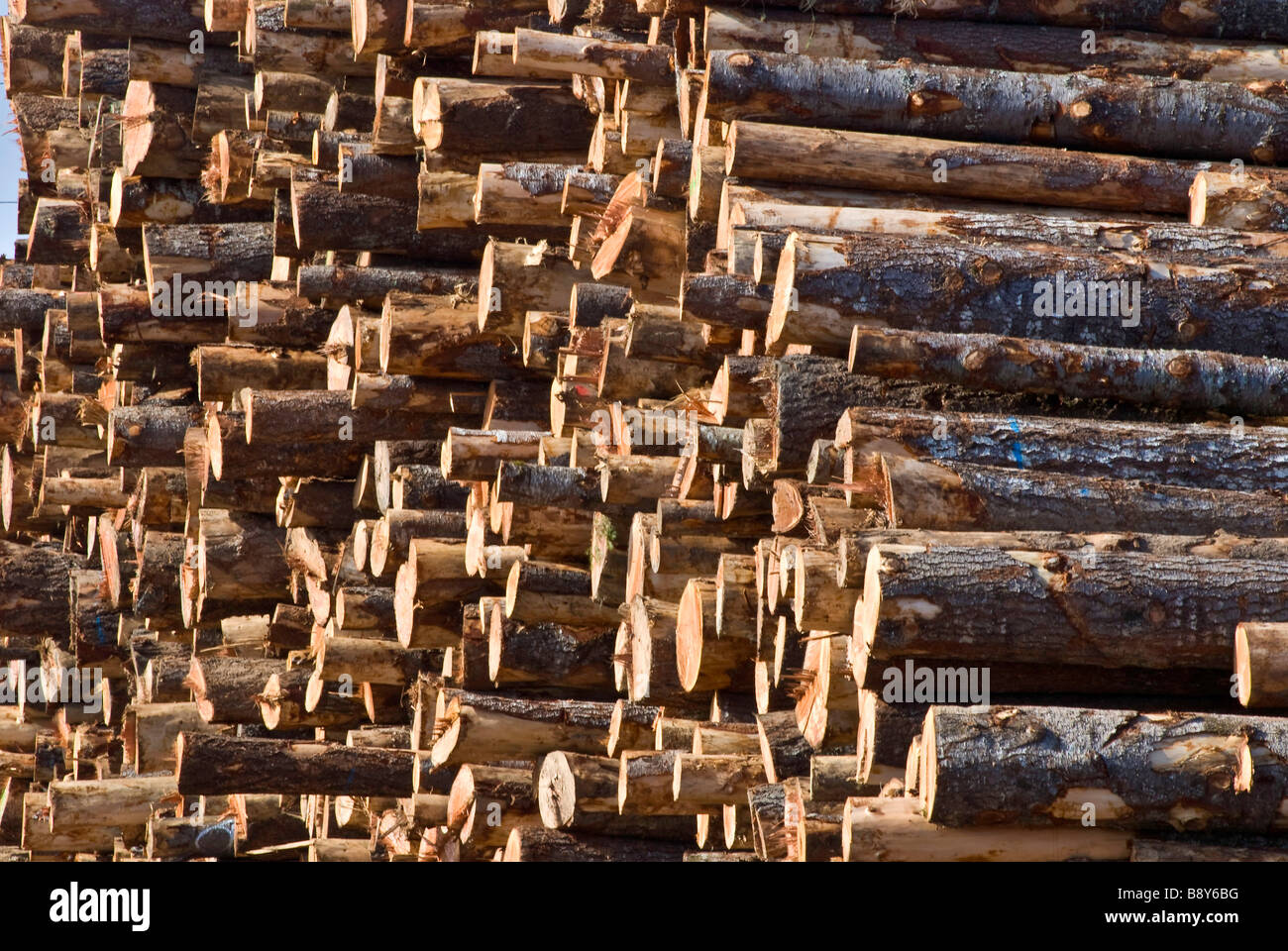 Stack of logs in a lumberyard, California, USA Stock Photo - Alamy