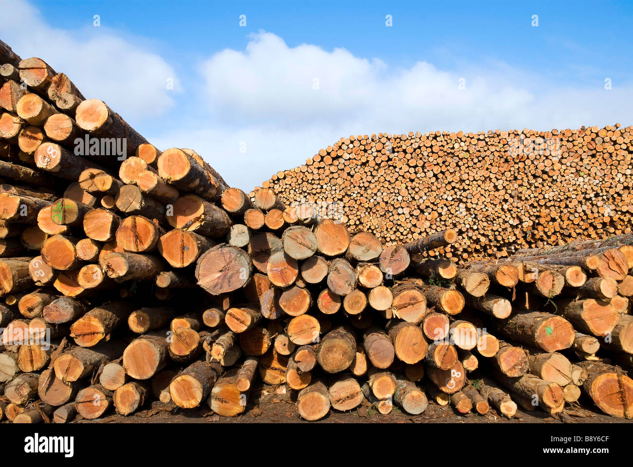Stack of logs in a lumberyard, California, USA Stock Photo - Alamy