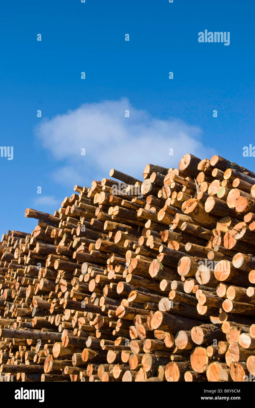 Stack of logs in a lumberyard, California, USA Stock Photo - Alamy