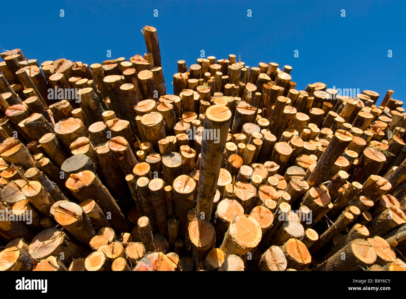 Low angle view of stack of logs, California, USA Stock Photo - Alamy